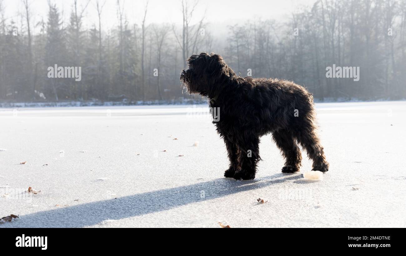 Cute black labradoodle dog standing on the frozen lake Bärensee ...