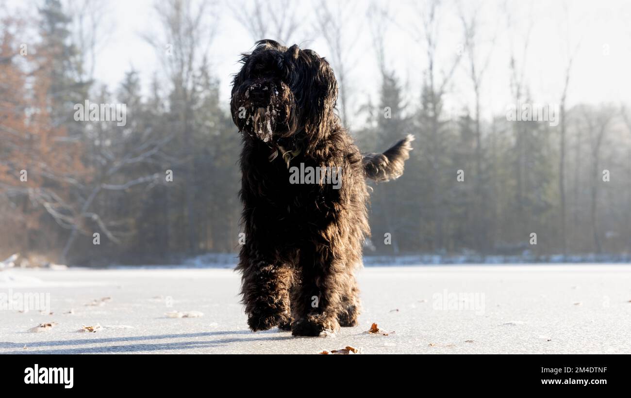 Cute black labradoodle dog walking towards the camera on the frozen ...