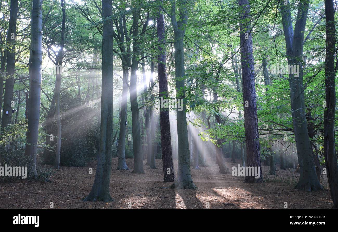 A beautiful view of Sutton Park with sunlight streaming through the ...