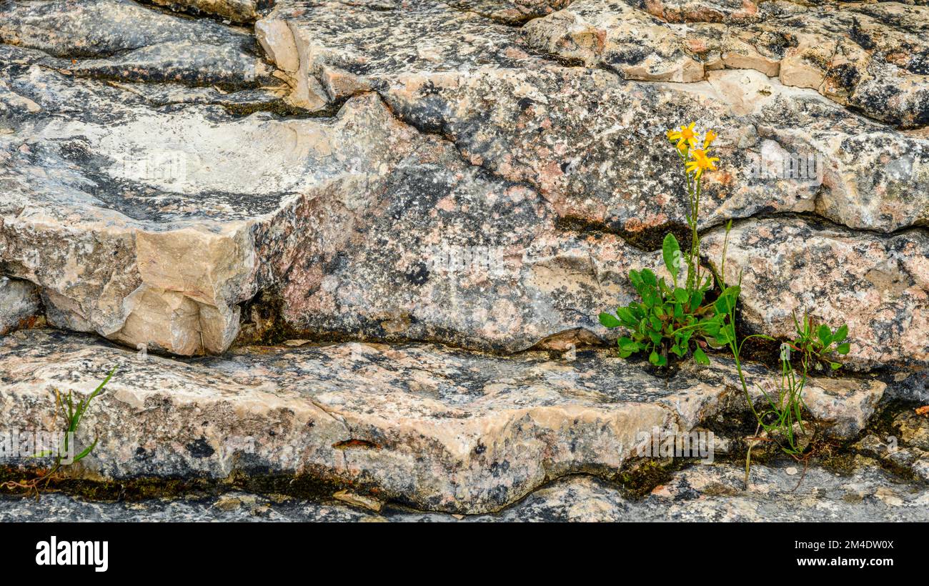 Limestone rock along Lake Huron shoreline at Halfway Log Dump, colonies ...