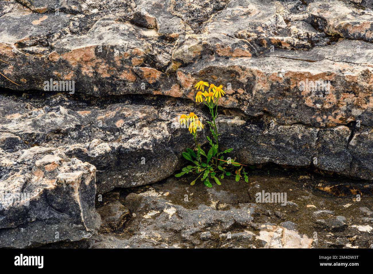 Limestone rock along Lake Huron shoreline at Halfway Log Dump, colonies ...