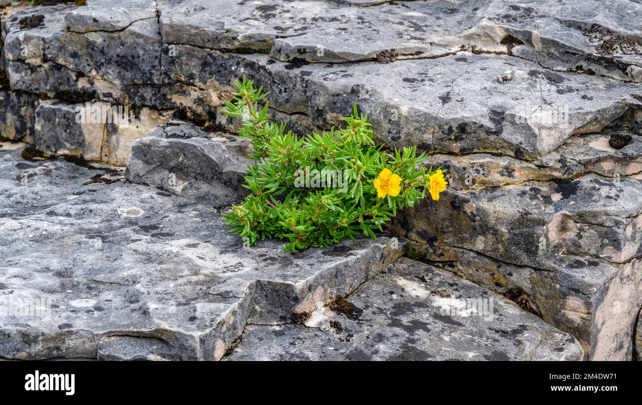 Limestone rock along Lake Huron shoreline at Halfway Log Dump, colonies ...