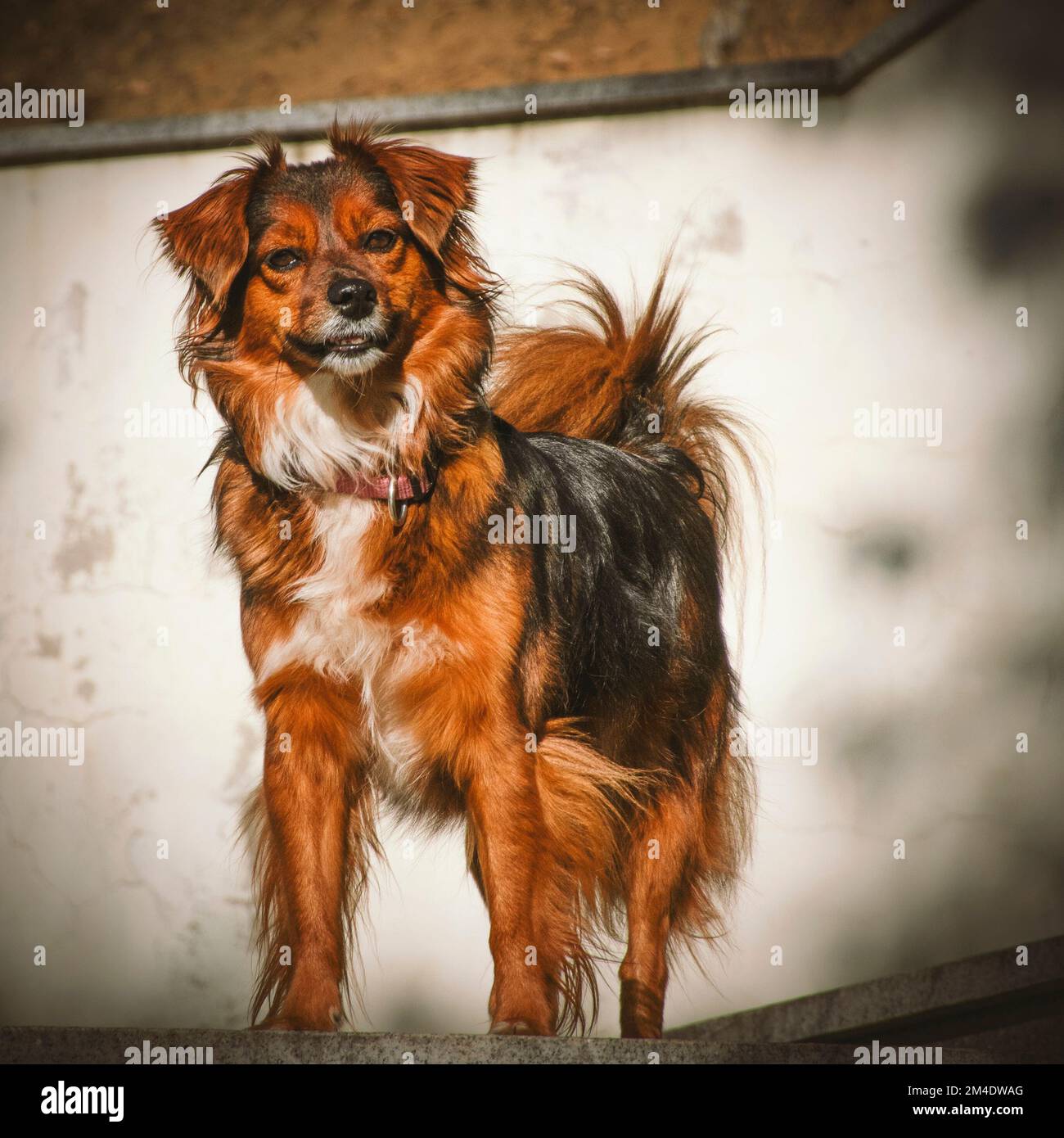 An adorable Damchi dog standing outdoor with blur background Stock ...