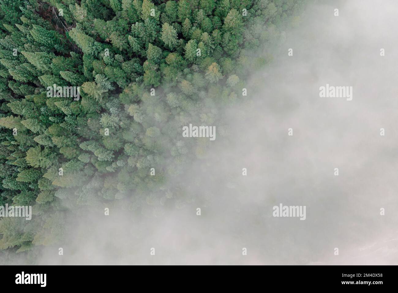 Thick fog covers part of pine tree forest Stock Photo - Alamy