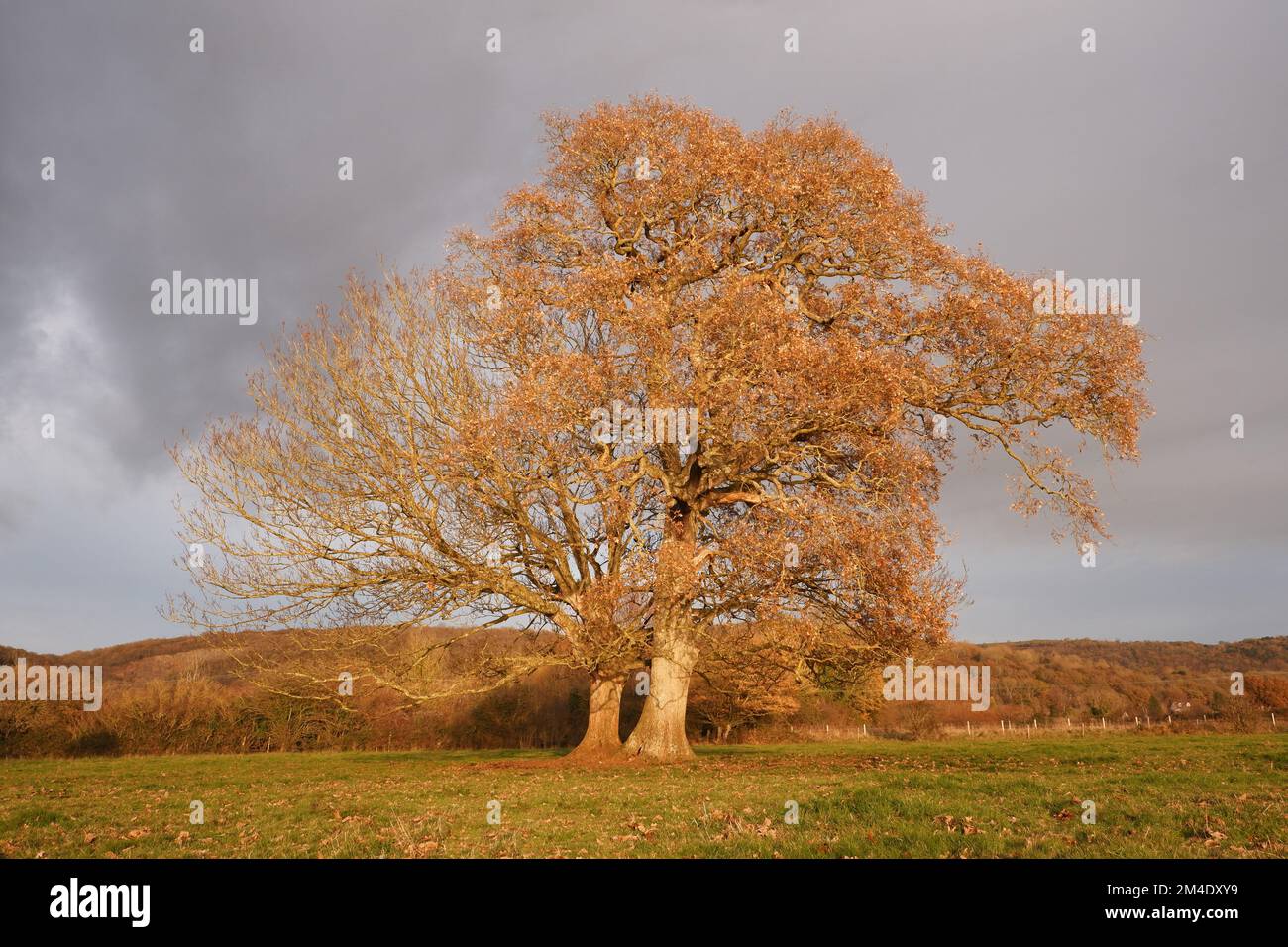 December 2022 - A pair of big trees growing together near the reservoir ...