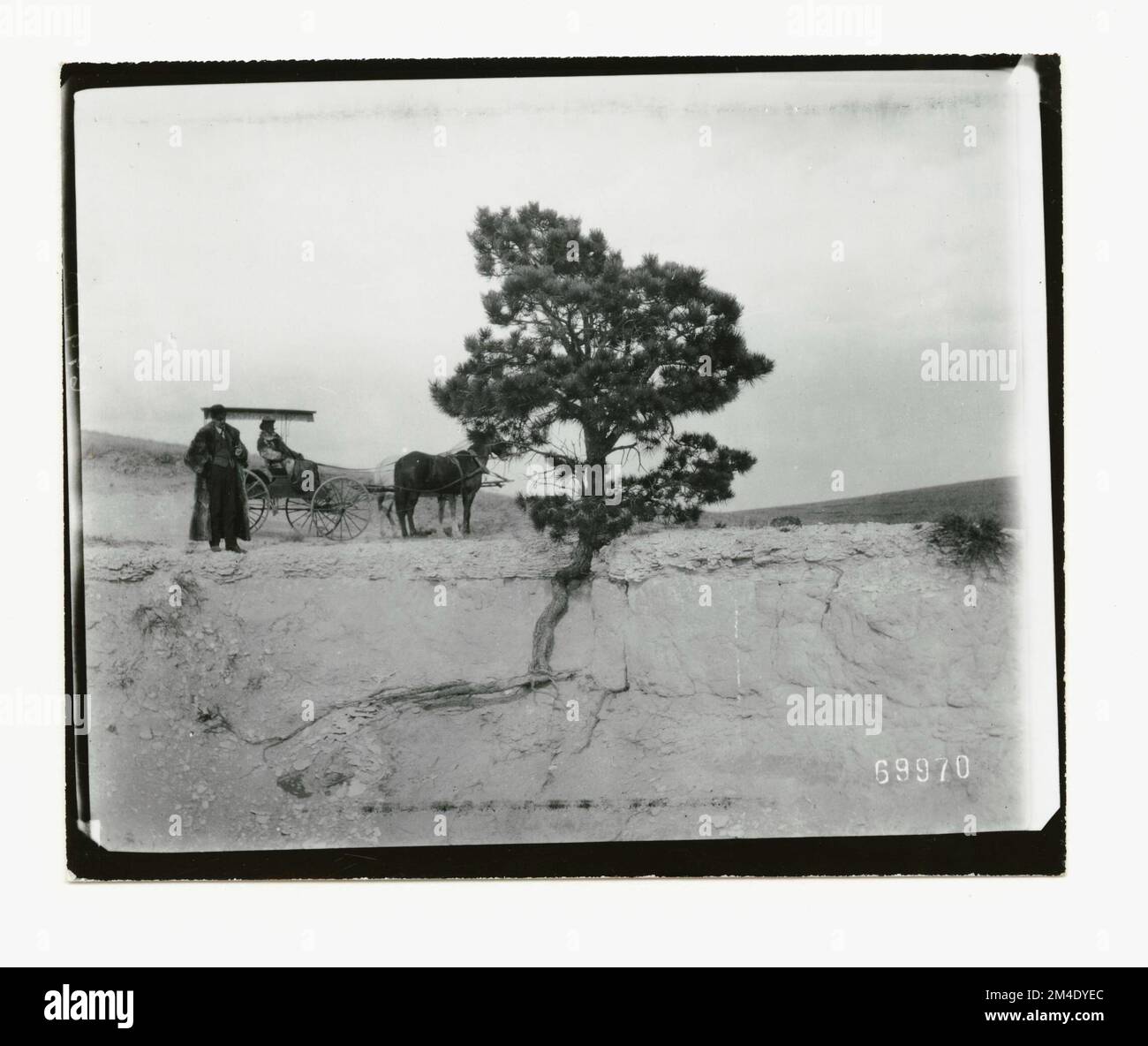 Tree Roots. Photographs Relating to National Forests, Resource ...
