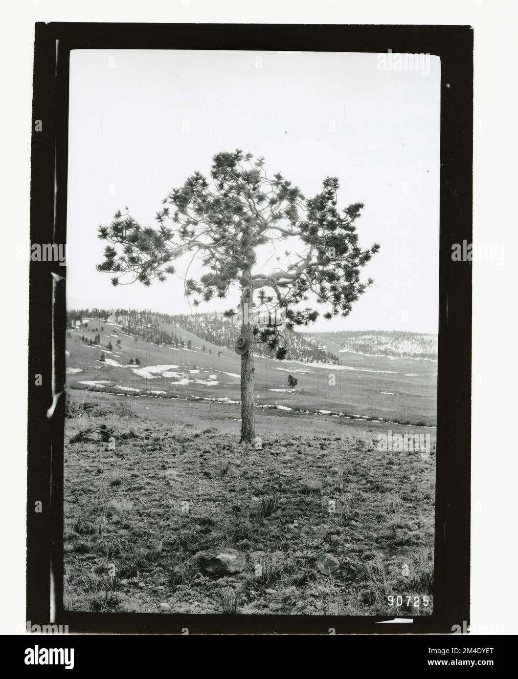 Tree Roots. Photographs Relating to National Forests, Resource ...