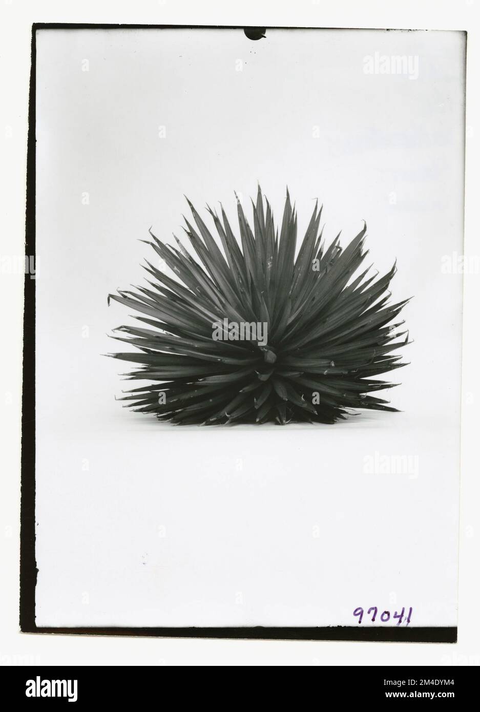 Pollination forest Cut Out Stock Images & Pictures - Alamy