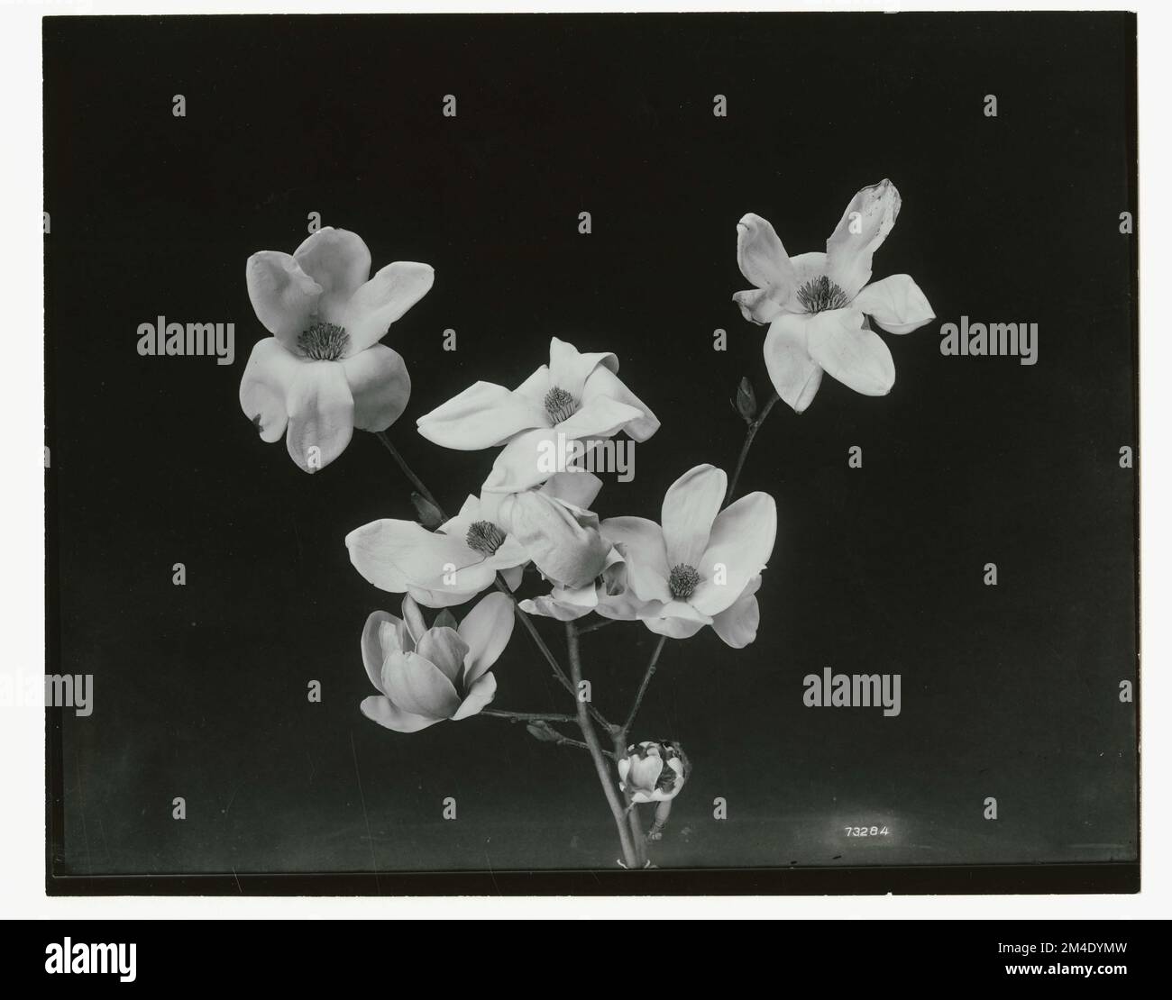 Pollination forest Cut Out Stock Images & Pictures - Alamy