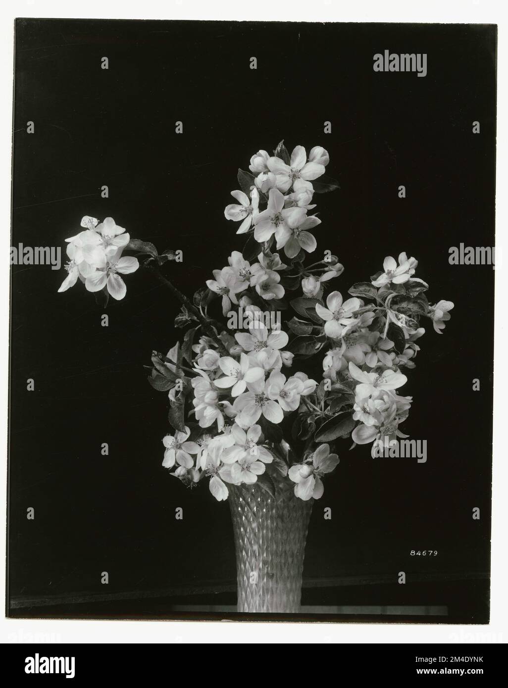 Tree Flowers - General. Photographs Relating to National Forests ...