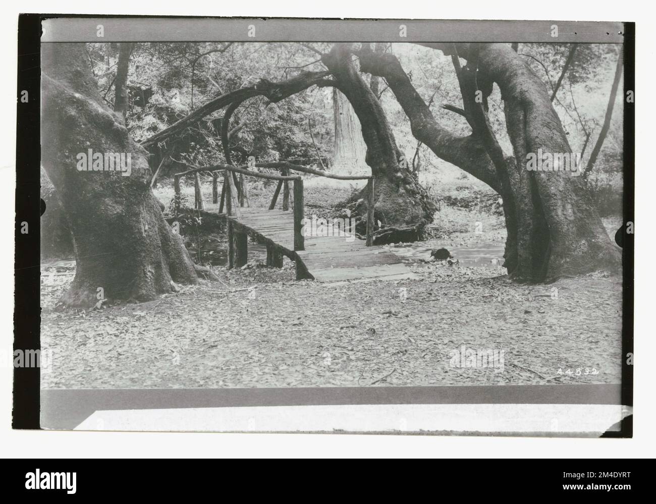 Tree Identification Form - Not Full Tree. Photographs Relating to ...