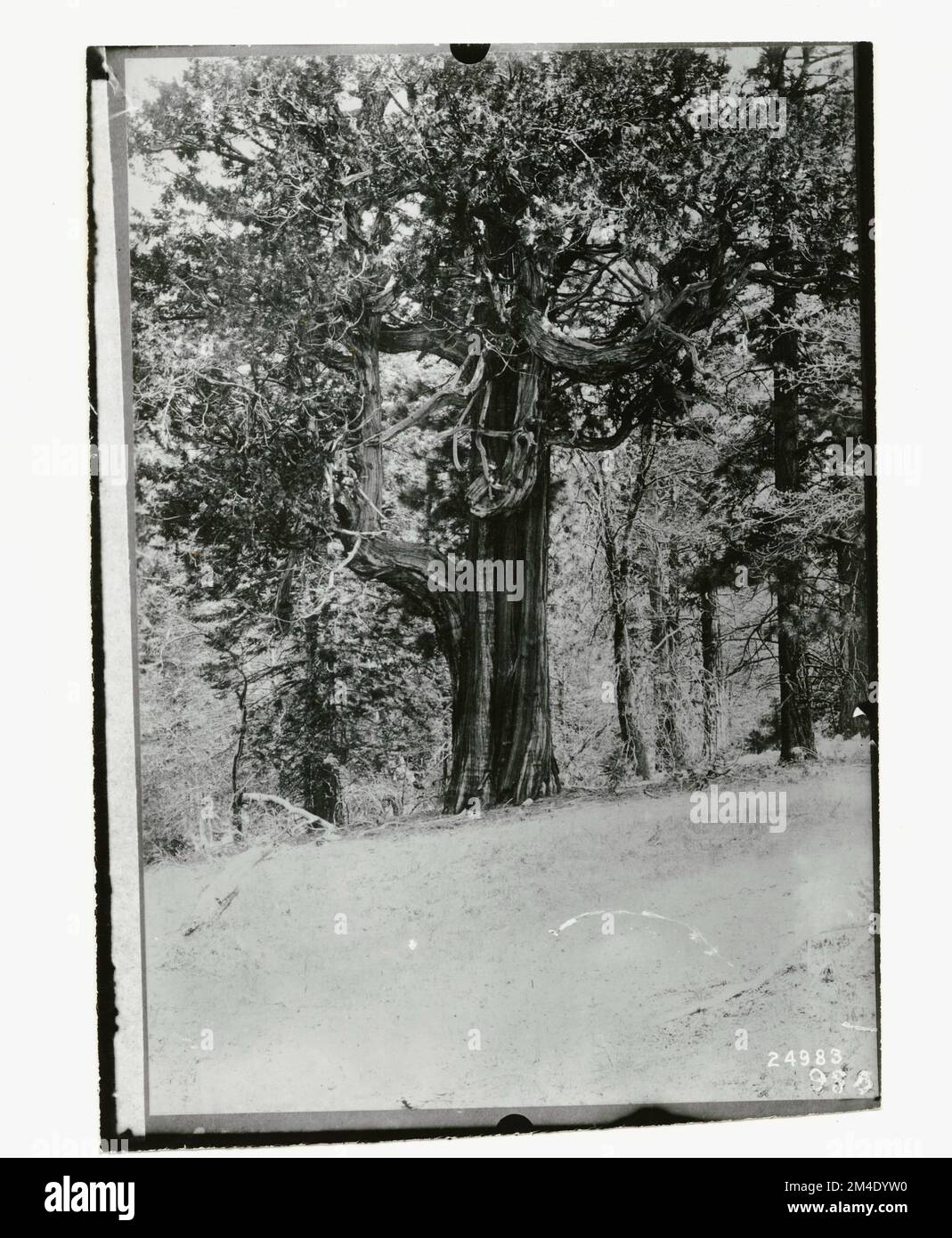 Tree Identification Form - Not Full Tree. Photographs Relating to ...