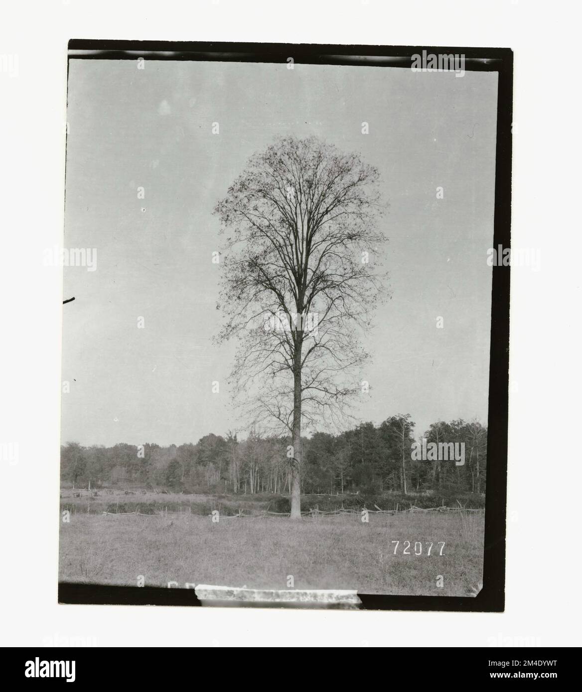 Tree species information Cut Out Stock Images & Pictures - Alamy