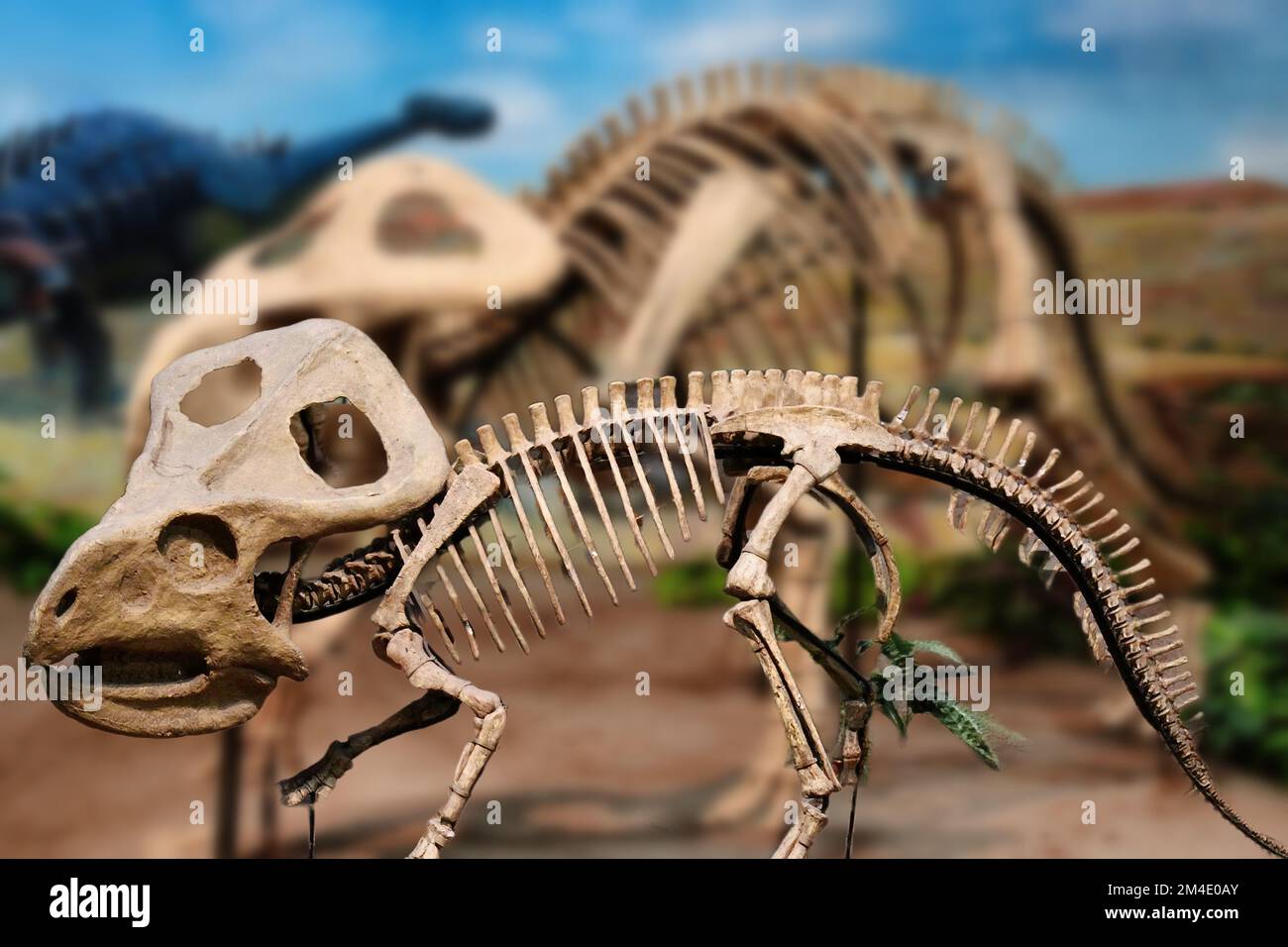 Protoceratops skeleton hi-res stock photography and images - Alamy