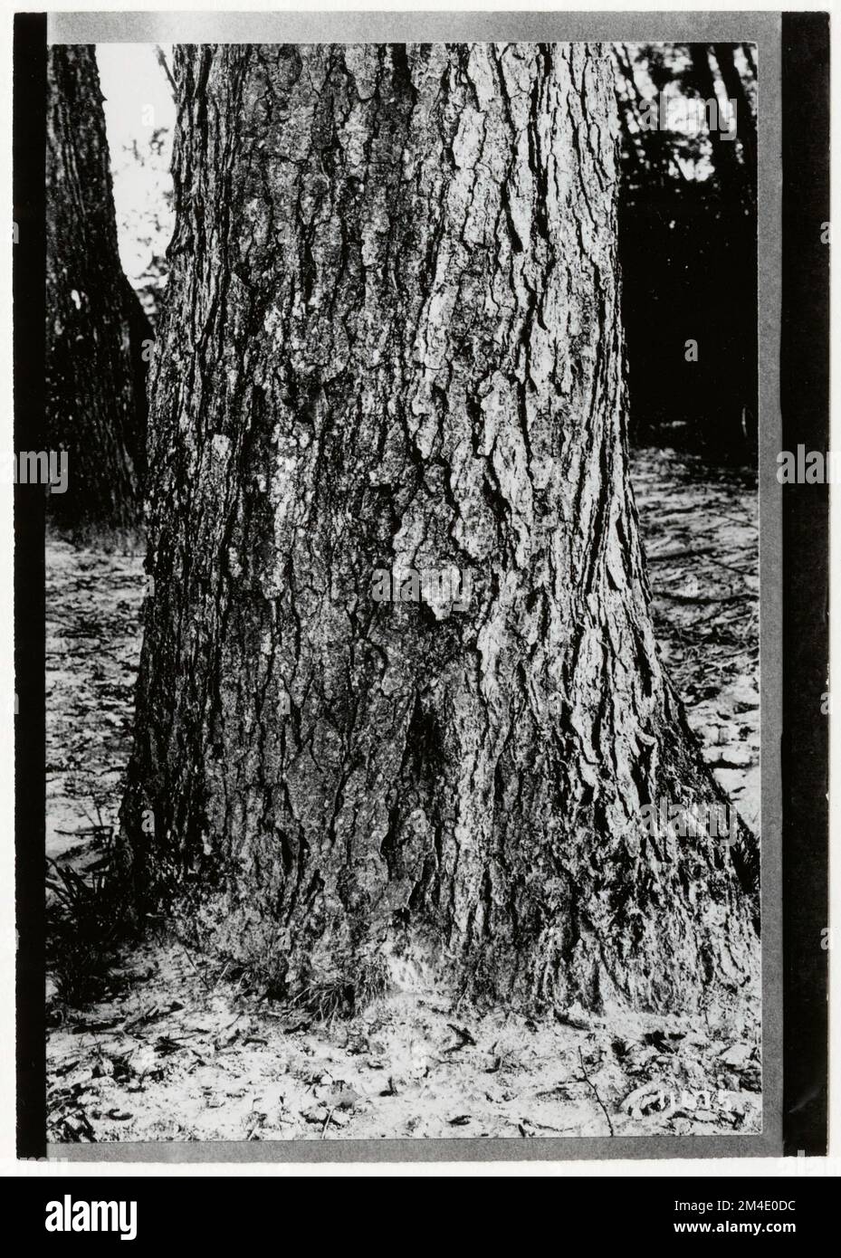 Tree Identification - Bark. Photographs Relating to National Forests ...