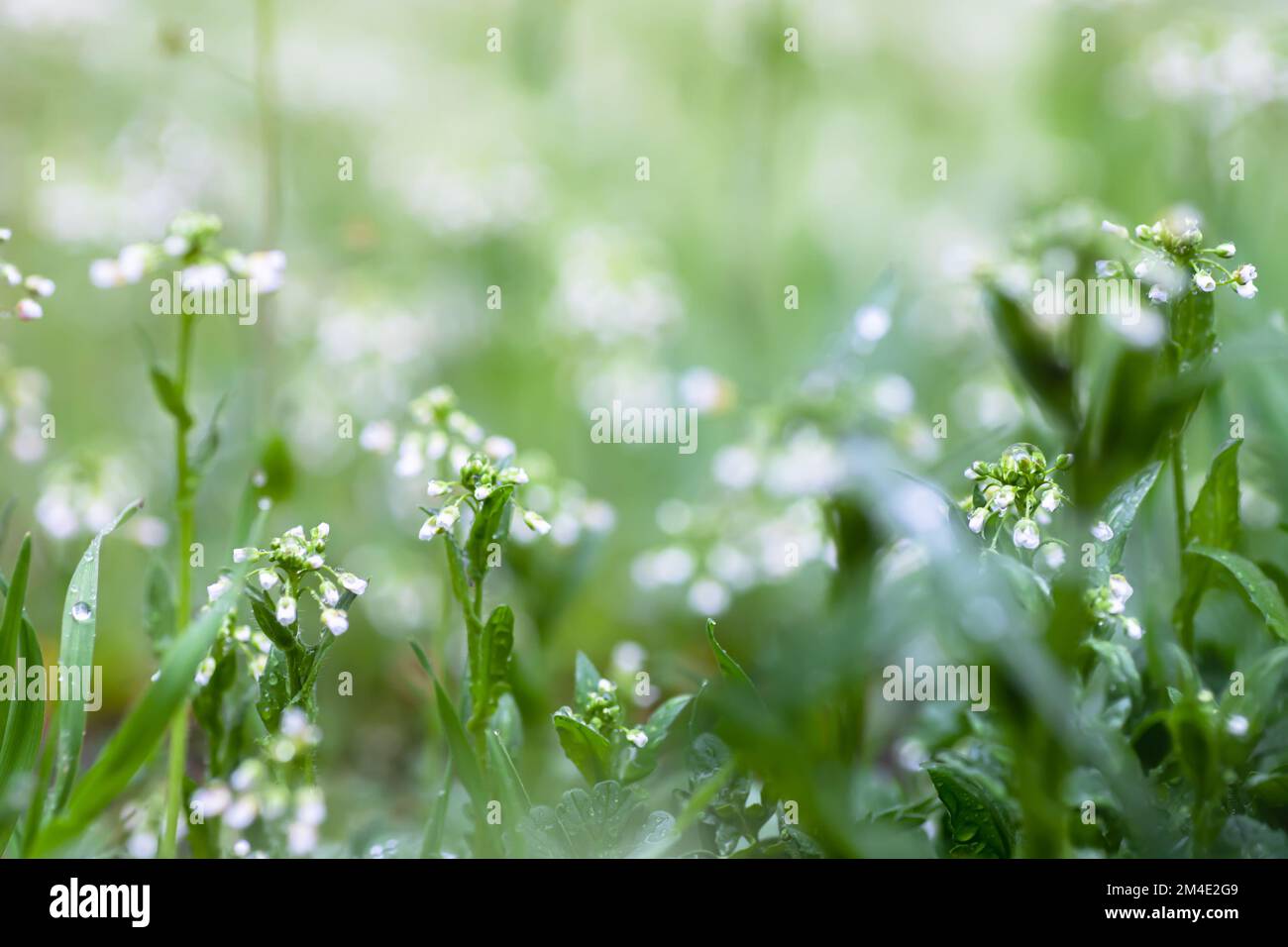 Delicate spring sprouts with white flowers Capsella bursa-pastoris cut ...