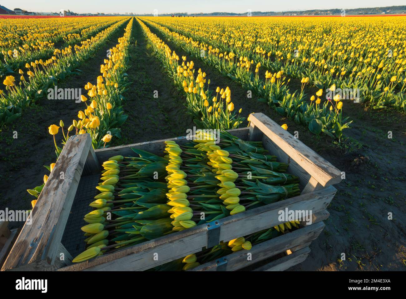 Stack of boxes of yellow tulips picked from farm field in spring in ...