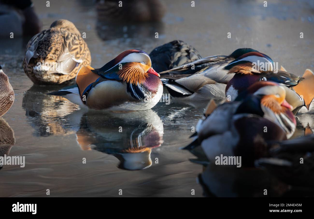 Mandarin Duck, (Mandarinente, Aix galericulata), Male, on a partly ...