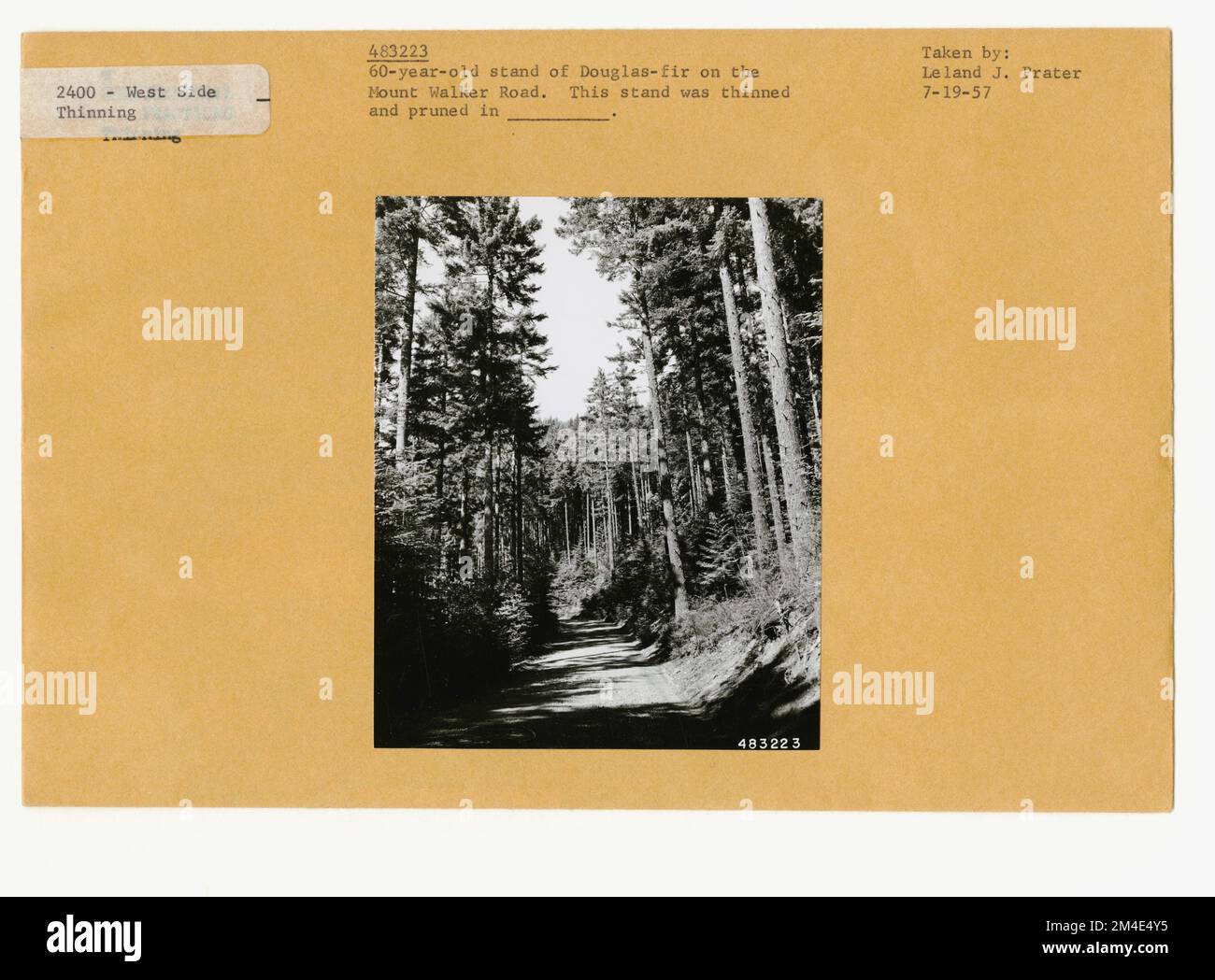 Timber Stand Improvement - Thinning. Photographs Relating to National ...