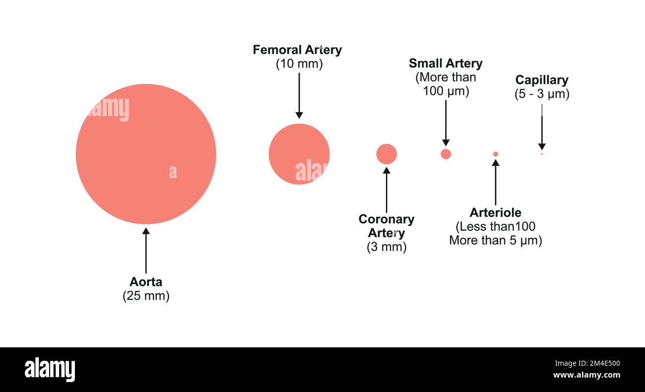 Scientific Designing of Blood Vessels Diameter Comparison. Colorful ...