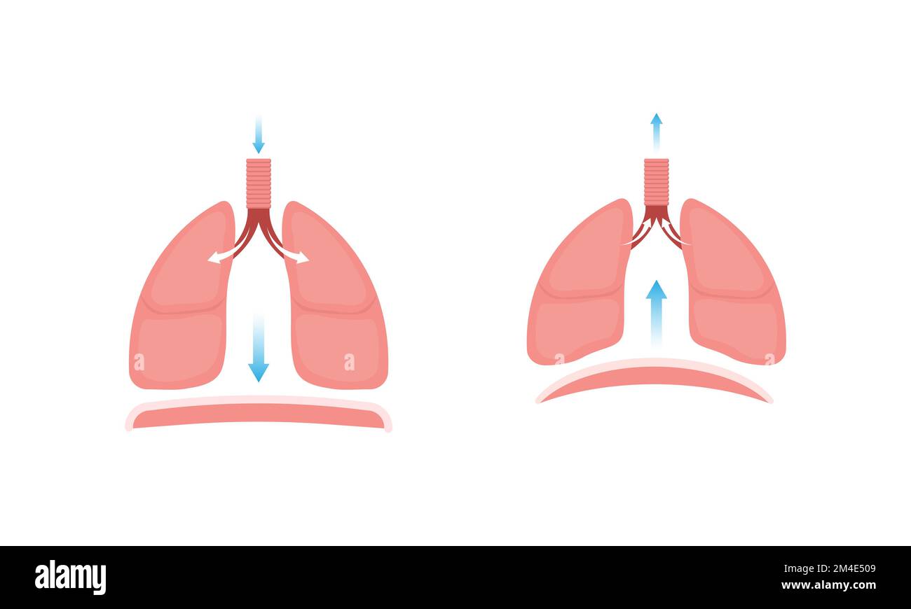 Scientific Designing of Breathing. Inhalation and Exhalation. Colorful ...