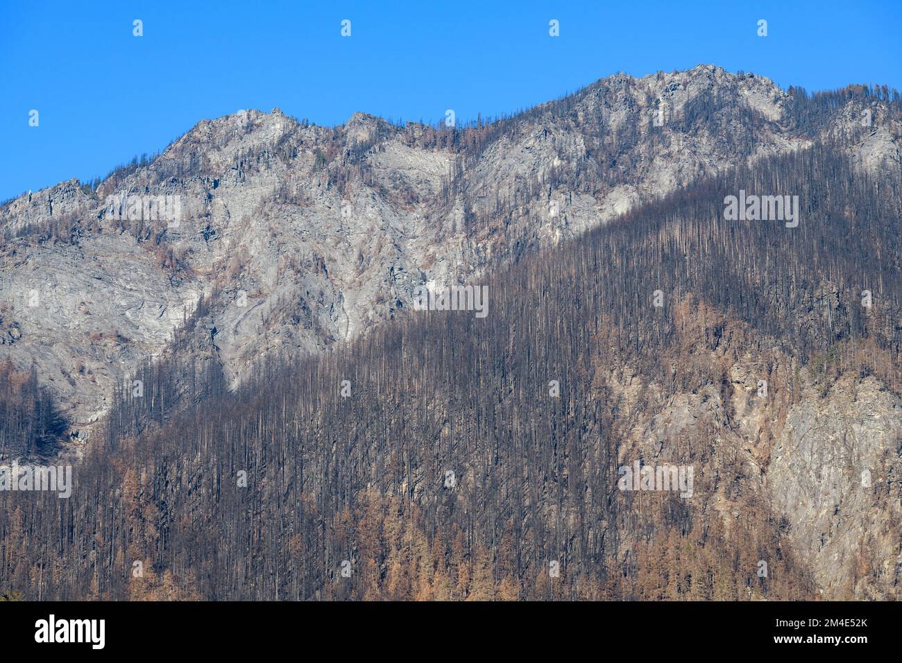 Burnt trees on mountain from Bolt Creek Fire in Washington State above ...