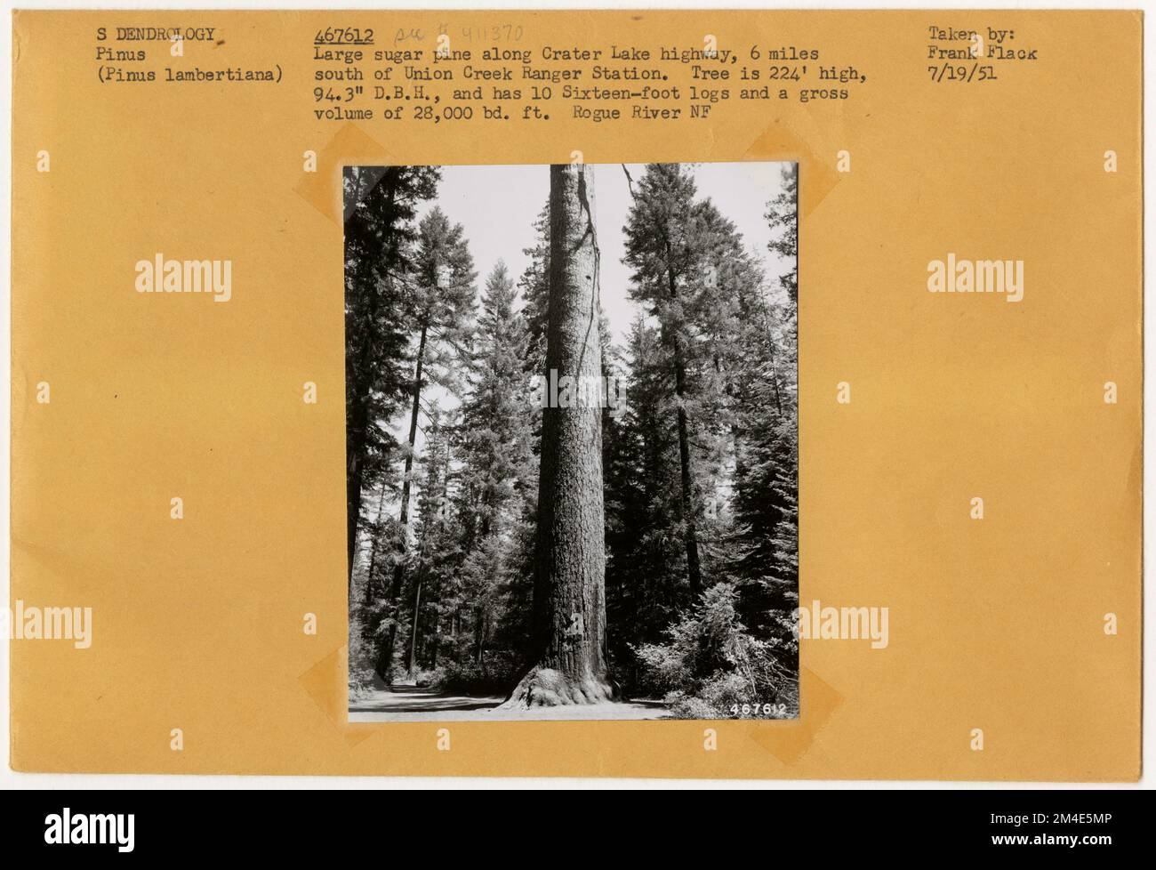 Timber Stand Improvement - General. Photographs Relating to National ...