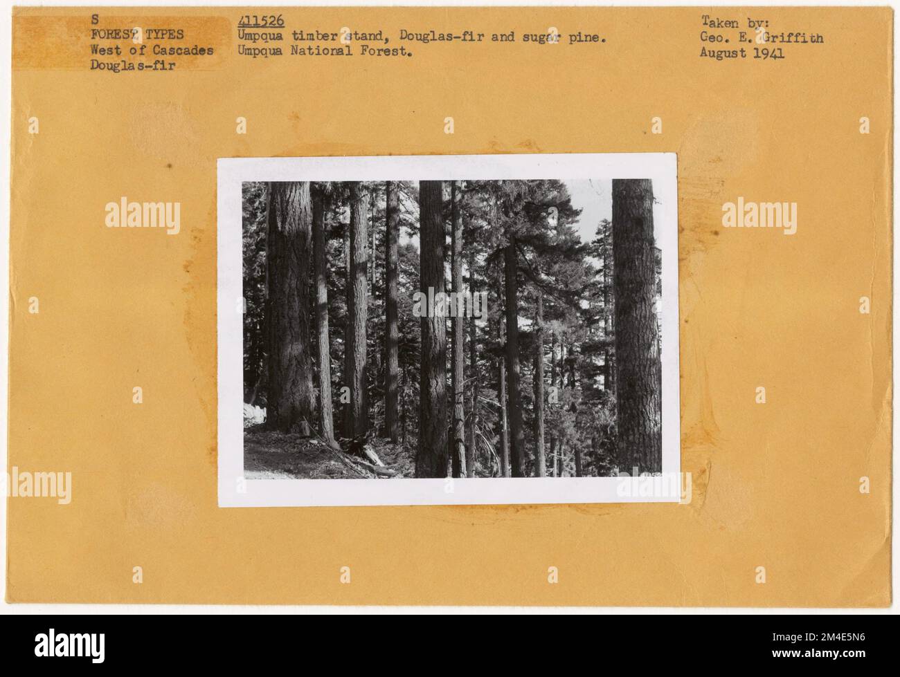 Timber Stand Improvement - General. Photographs Relating to National ...