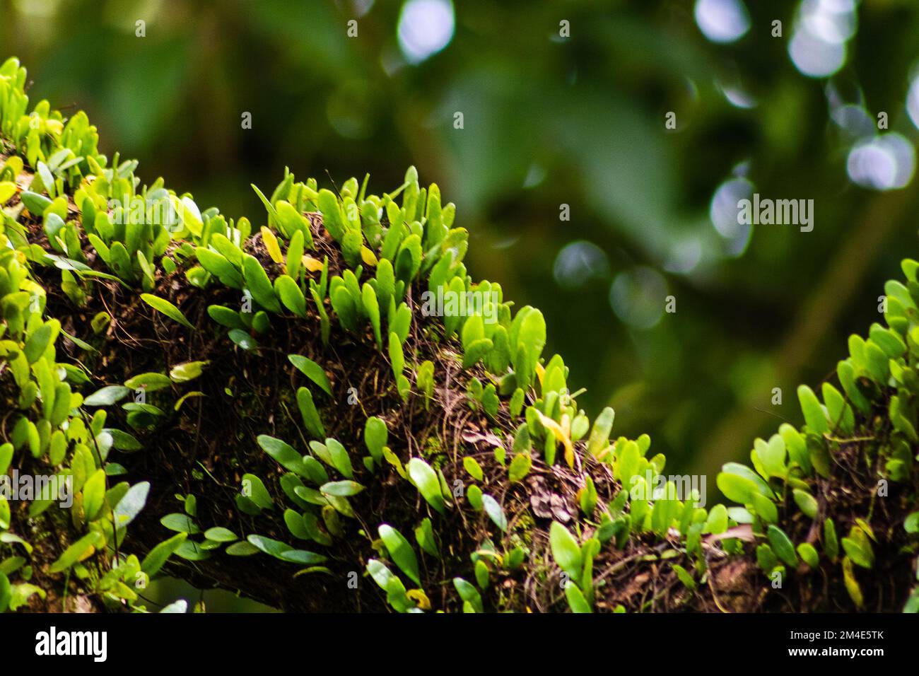 Dragon scale fern on a parkland tree Stock Photo - Alamy