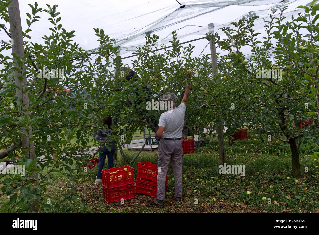 Orchard harvest processing hi-res stock photography and images - Alamy