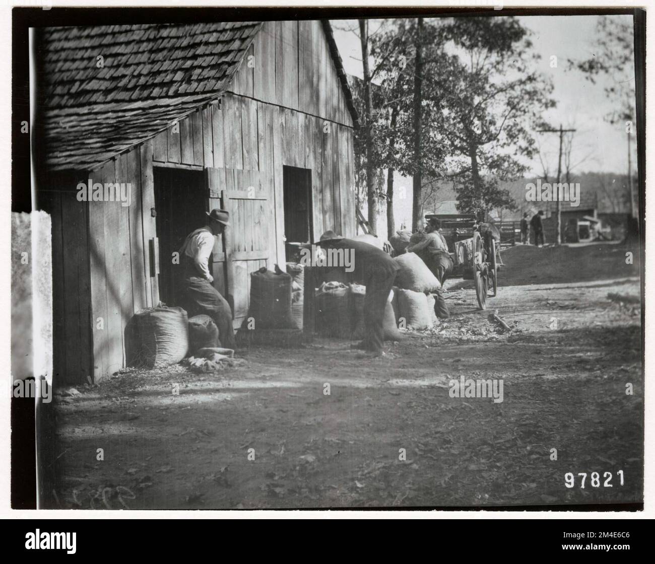 Tree Seeds Extracting Photographs Relating To National Forests Resource Management Practices
