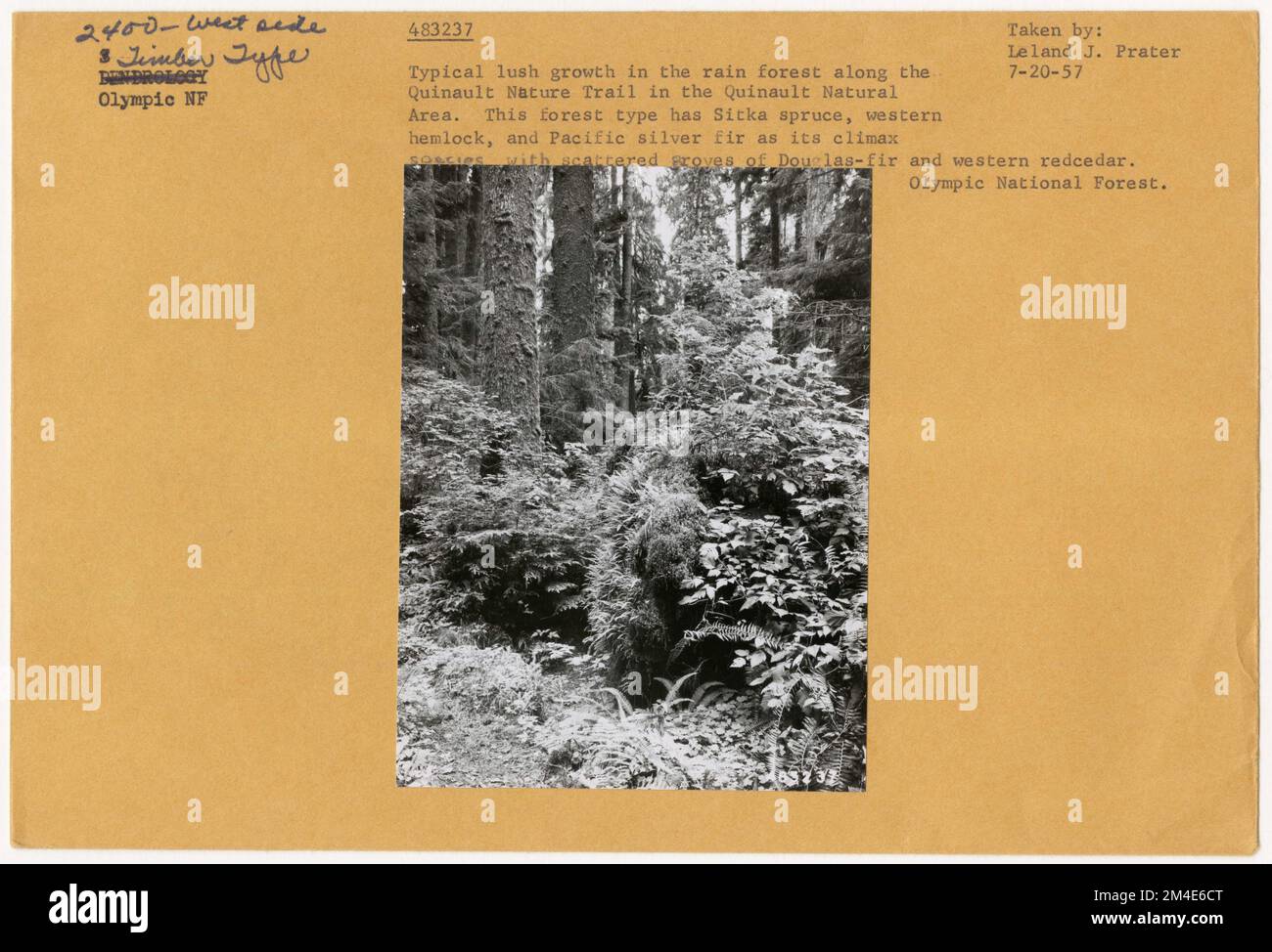 Timber Stand Improvement - General. Photographs Relating to National ...