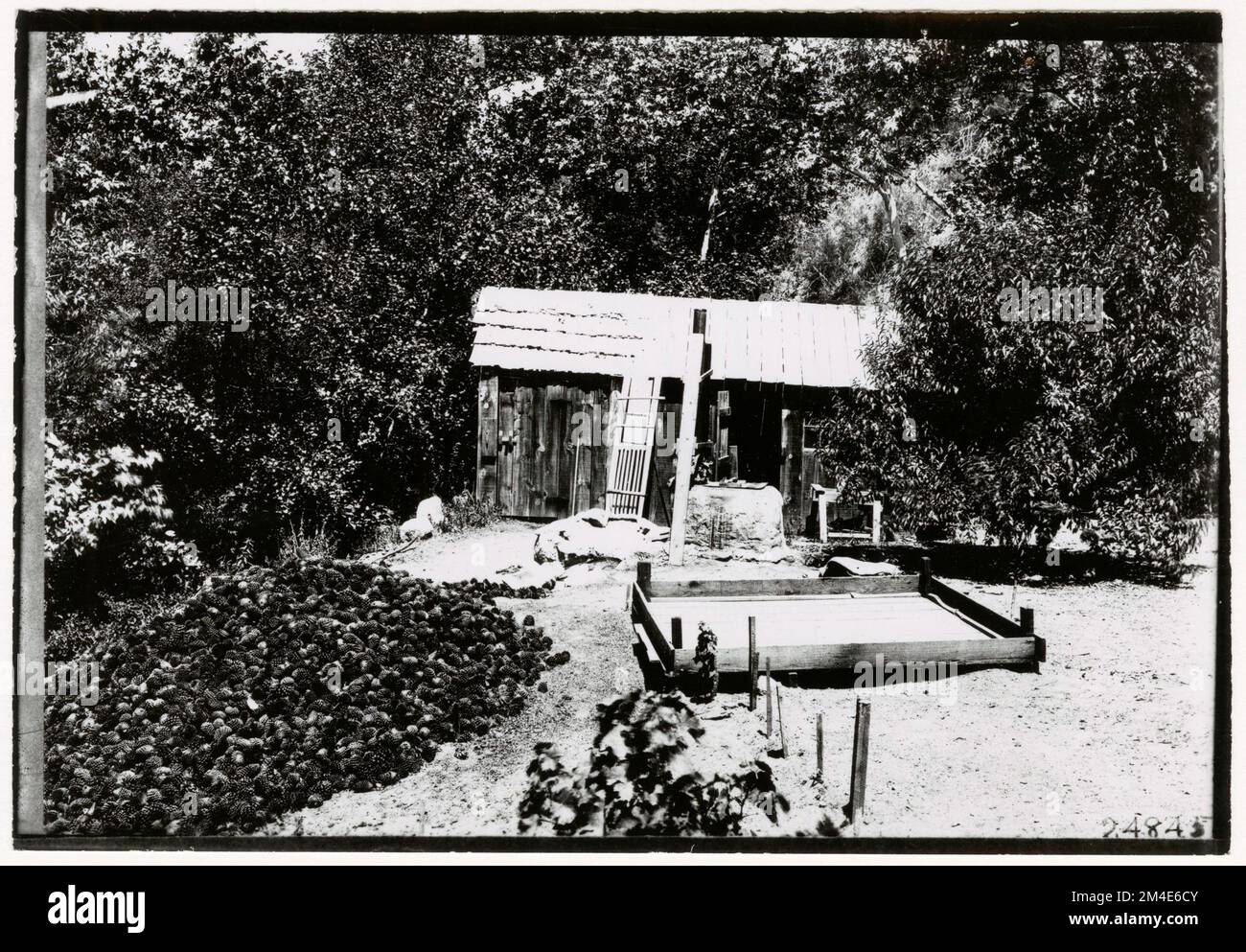 Tree Seeds Extracting Photographs Relating To National Forests Resource Management Practices