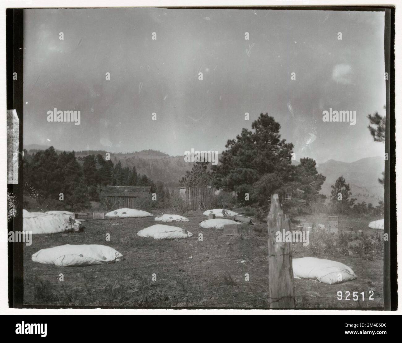 Tree Seeds Extracting Photographs Relating To National Forests Resource Management Practices