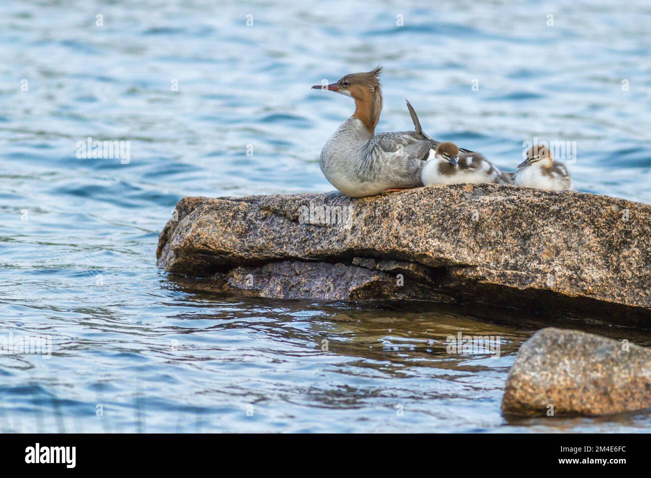 Merganser hen and her ducklings Stock Photo - Alamy