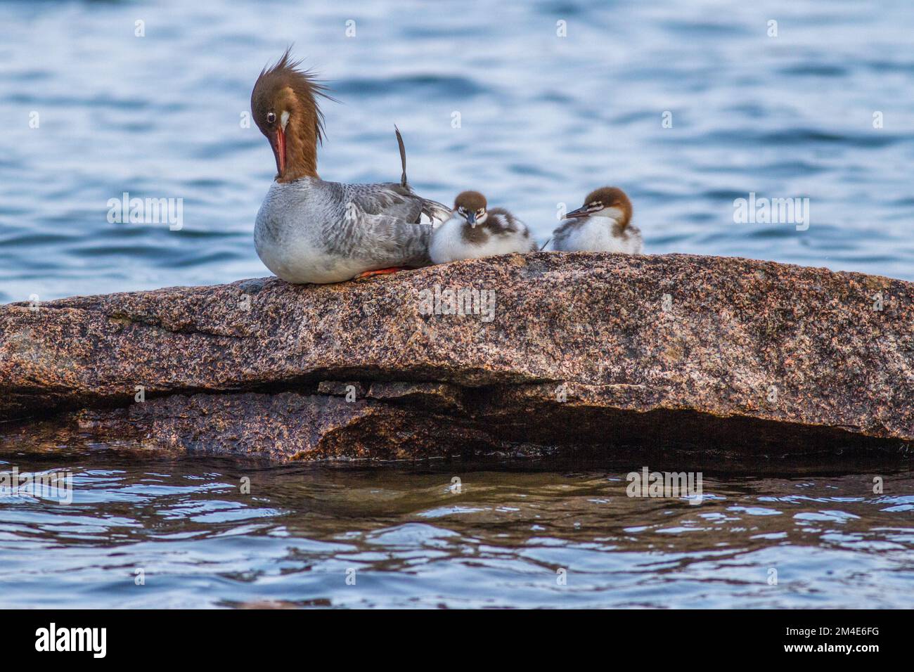 Merganser hen preening her feathers Stock Photo - Alamy