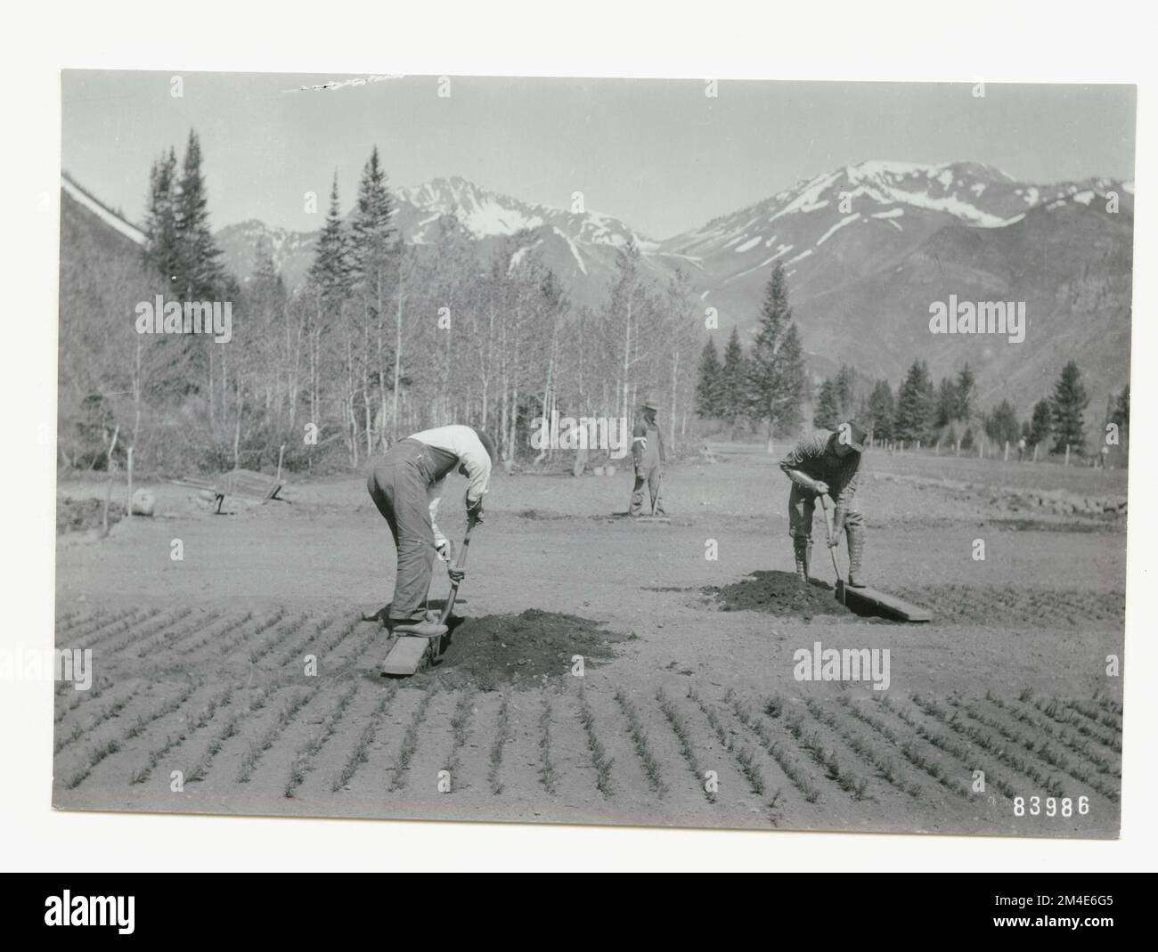 Tree Planting Stock - Lifting. Photographs Relating to National Forests ...