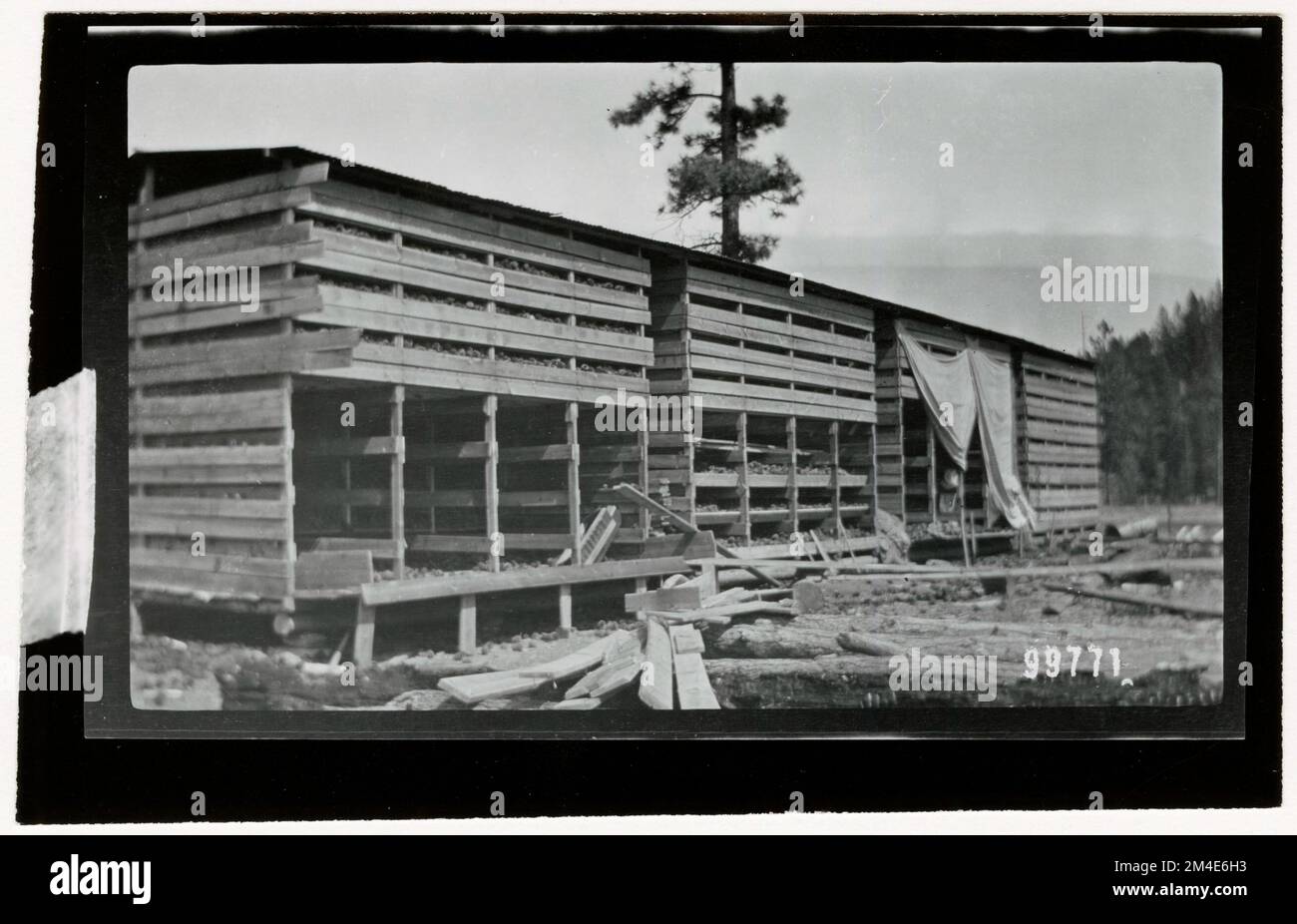 Tree Seeds Collecting Photographs Relating To National Forests Resource Management Practices