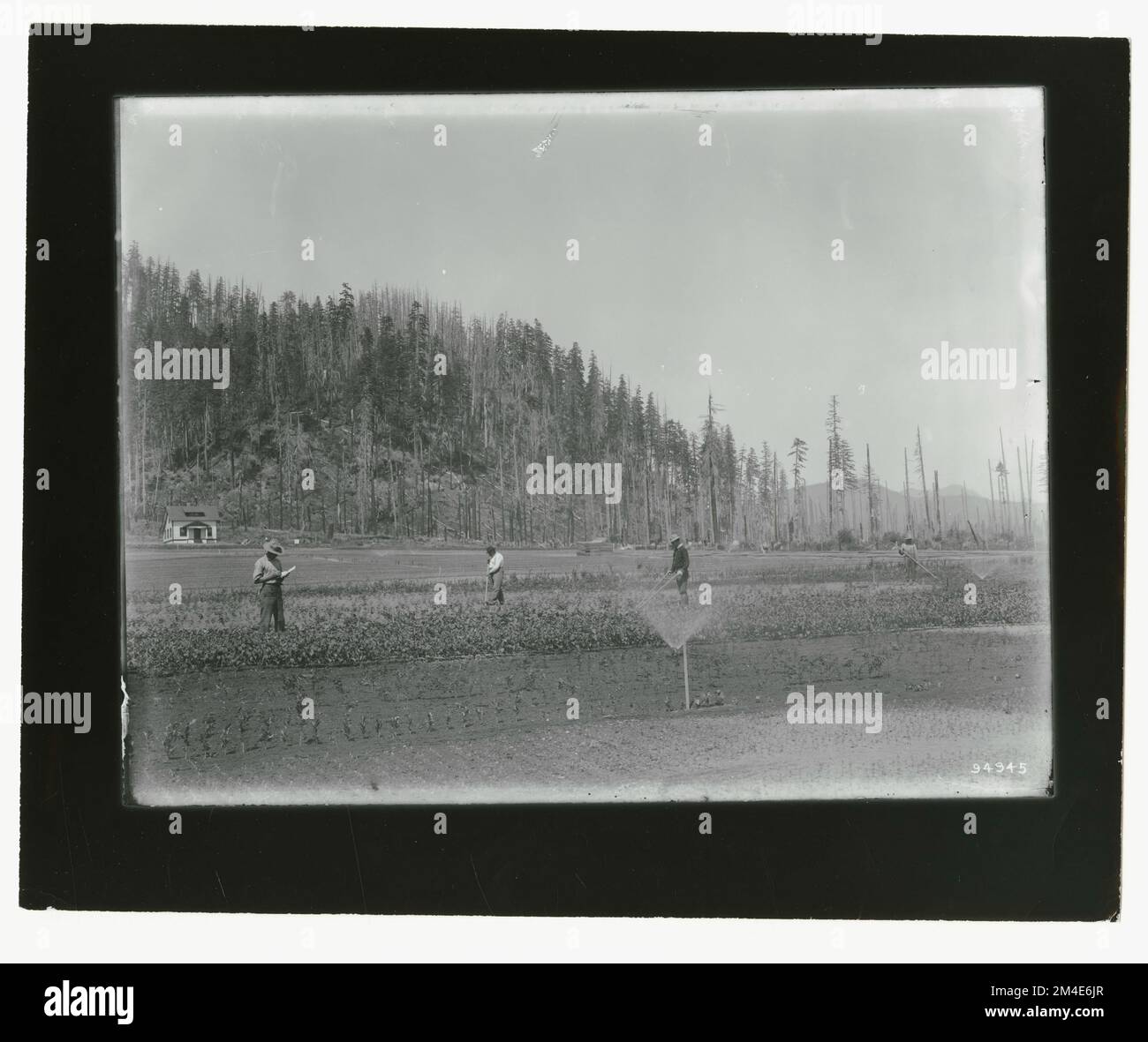 Seed Beds: Insect/ Disease Control. Photographs Relating to National ...