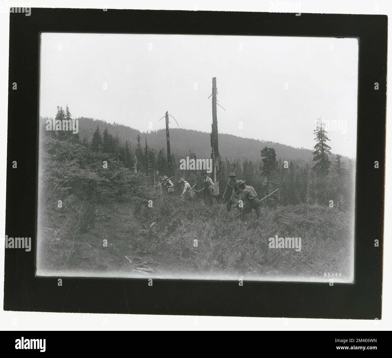 Shelterbelts: Windbreaks: General. Photographs Relating to National ...