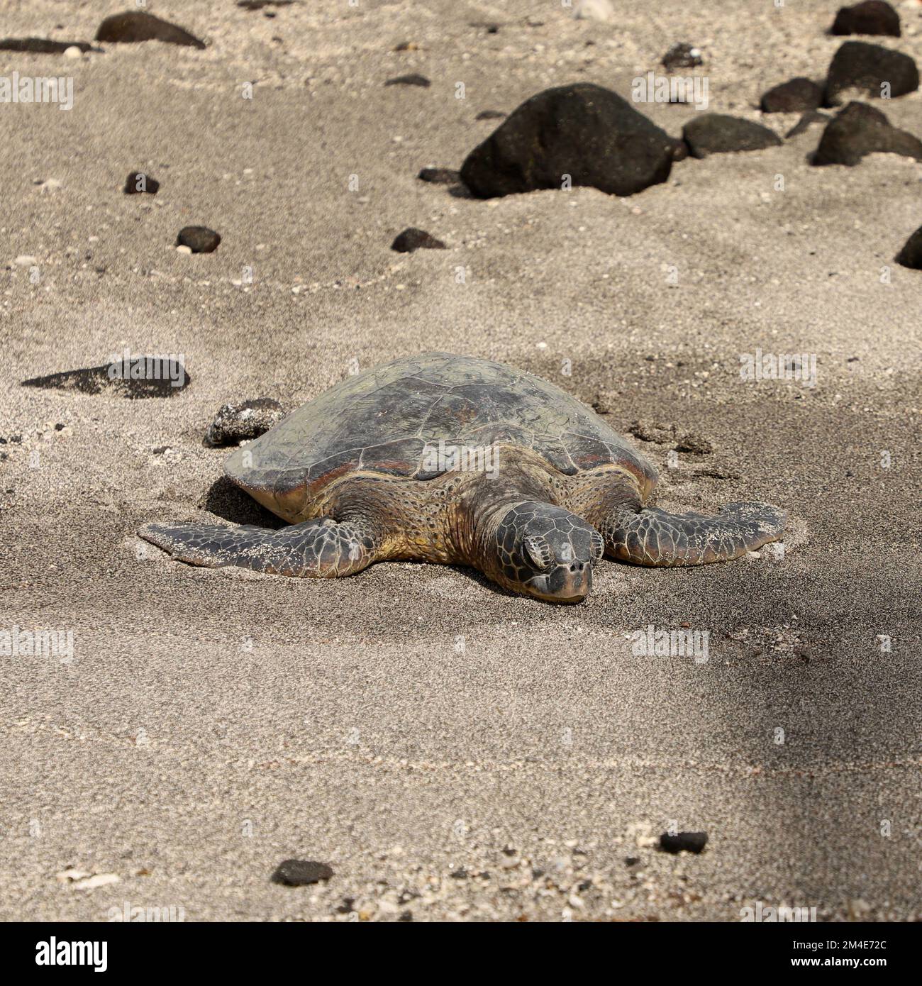 Hawaii kona beach turtle hi-res stock photography and images - Alamy