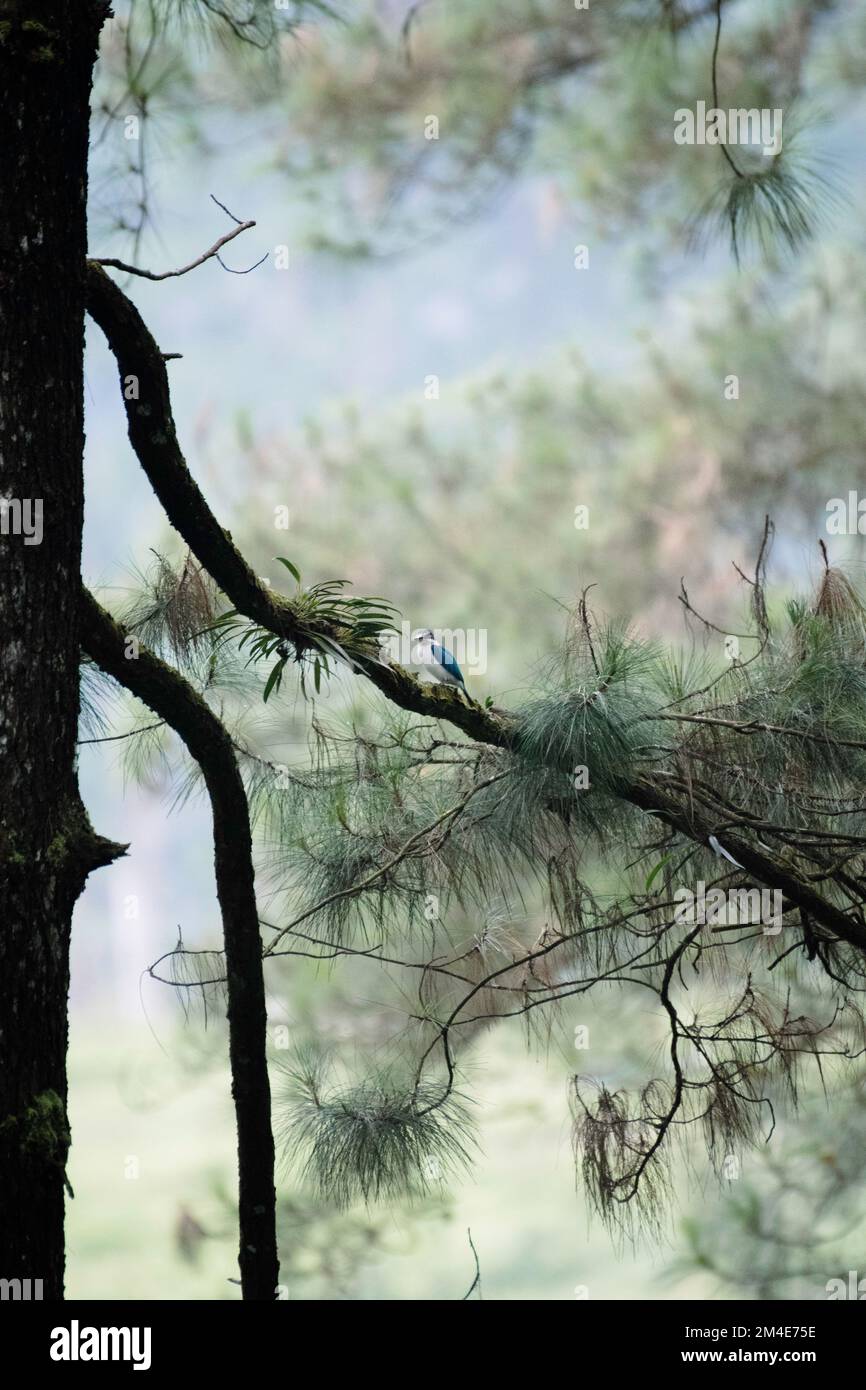 A vertical shot of a dry broken tree branch Stock Photo - Alamy