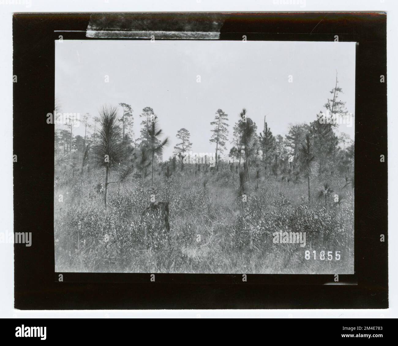 Natural Reproduction - General. Photographs Relating to National ...