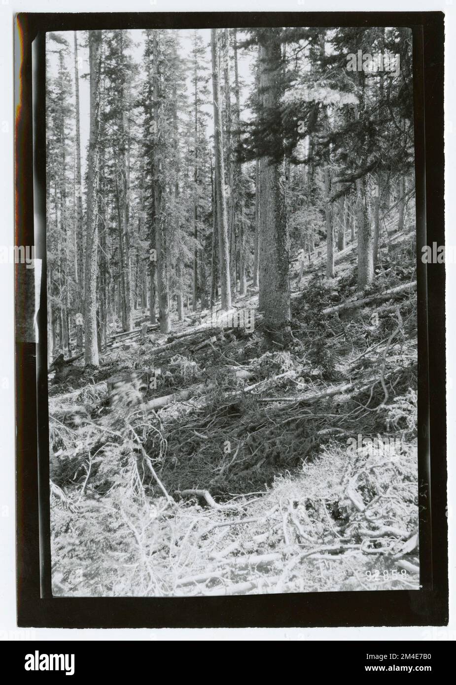 Partial Cutting - Selection Cutting. Photographs Relating to National ...