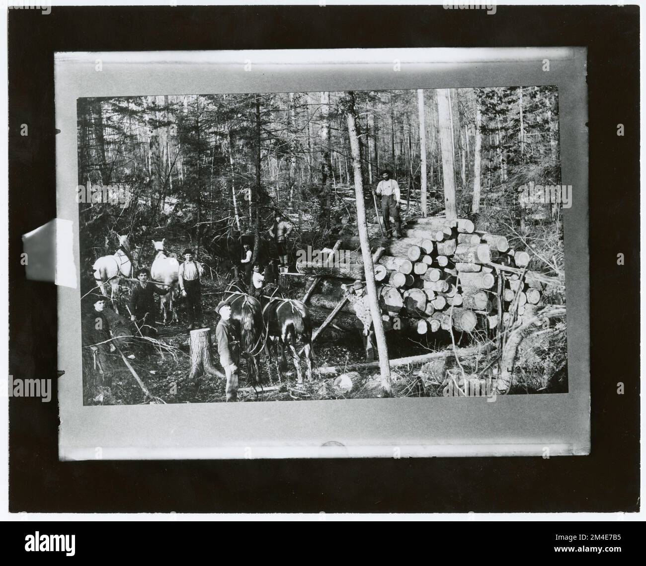 Partial Cutting - Selection Cutting. Photographs Relating to National ...