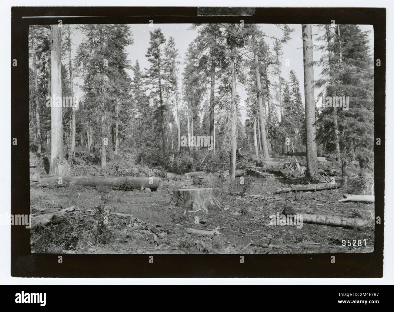 Partial Cutting - Selection Cutting. Photographs Relating to National ...
