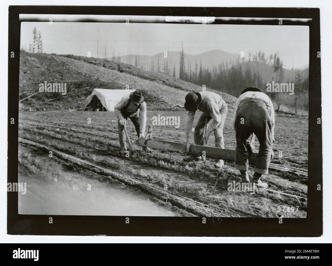 Partial Cutting - Selection Cutting. Photographs Relating to National ...