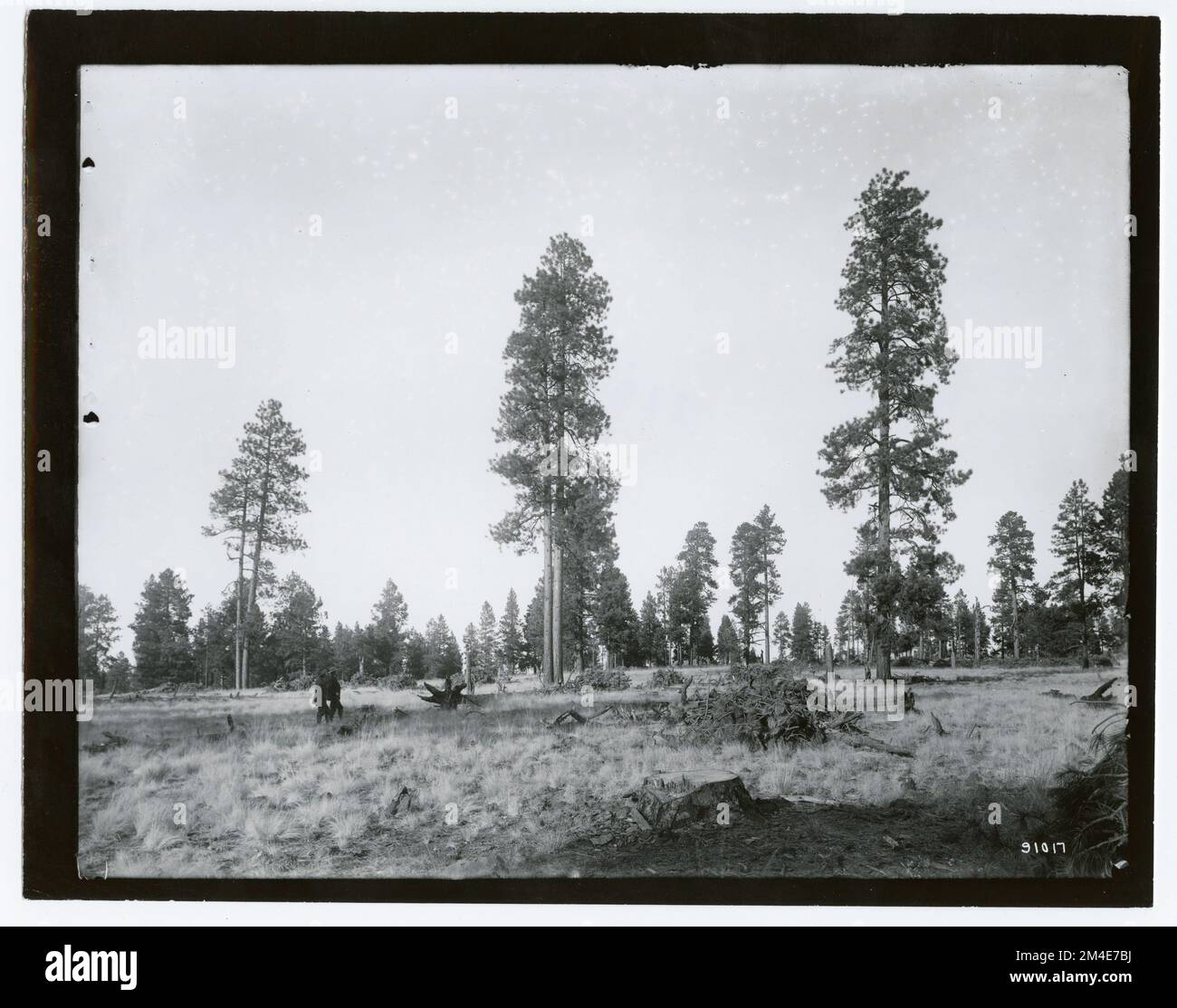 Partial Cutting - Selection Cutting. Photographs Relating to National ...