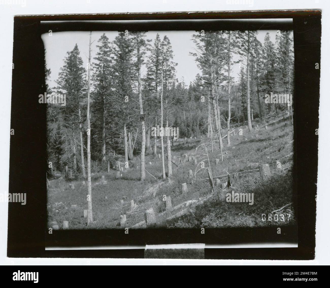 Partial Cutting - Selection Cutting. Photographs Relating to National ...