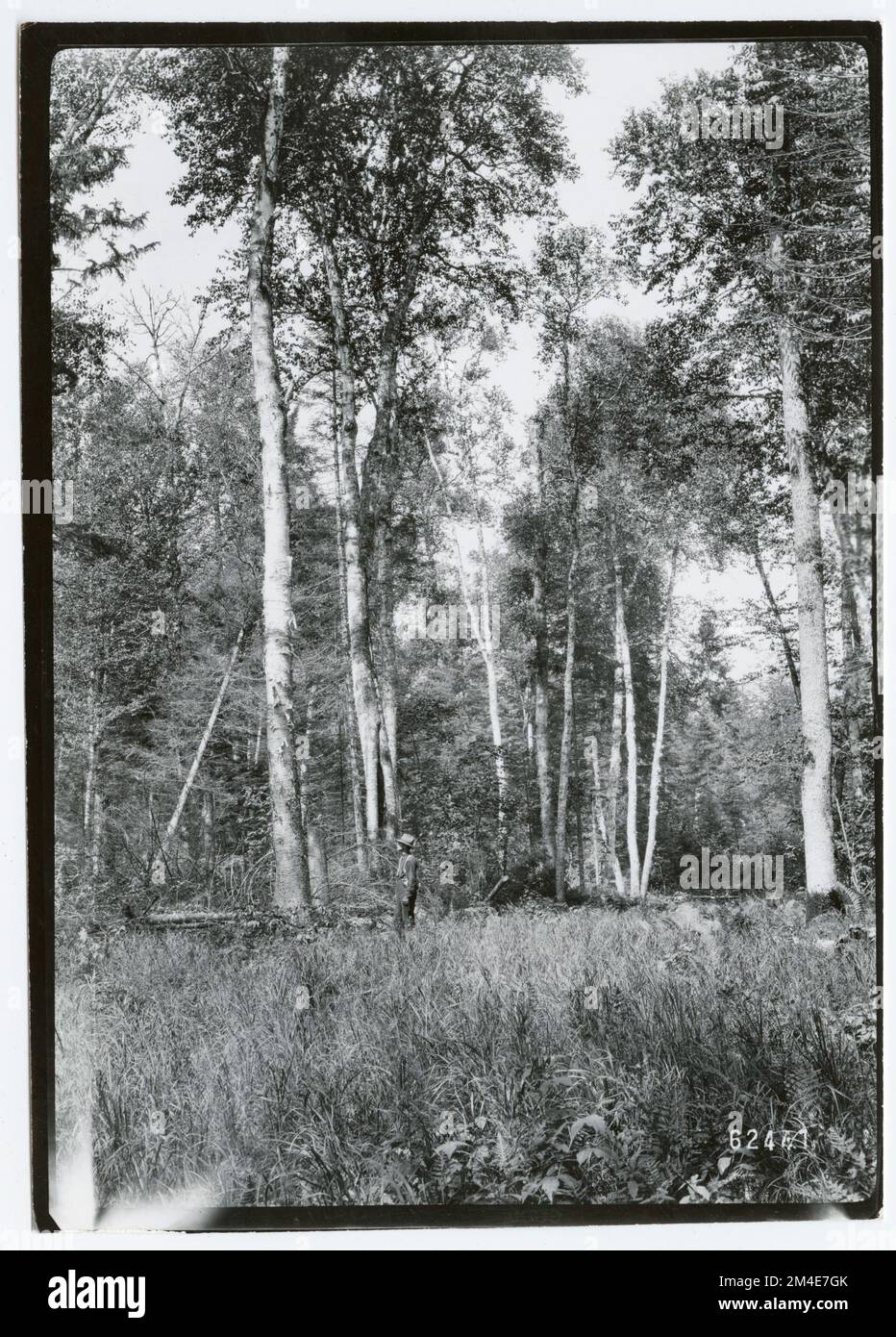 Partial Cutting - Seed Tree Cutting. Photographs Relating to National ...